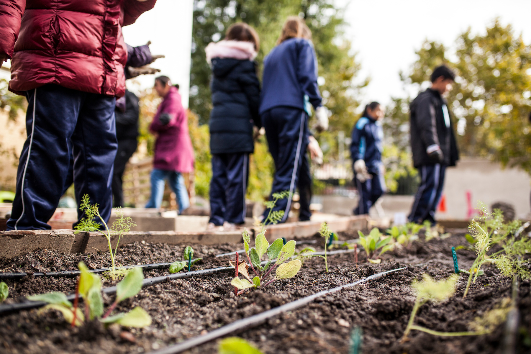 School Gardening Projects: Plant to Plate - Grit